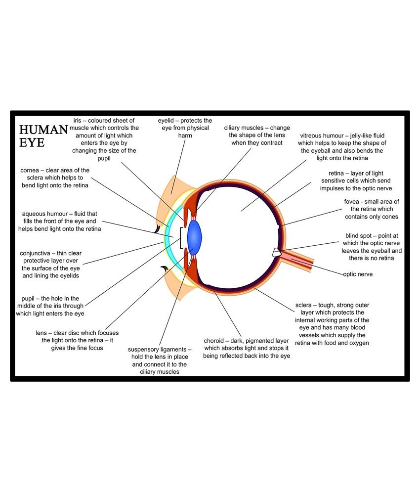 28 Anatomy Of Human Eye And Functions PNG Diagram 123