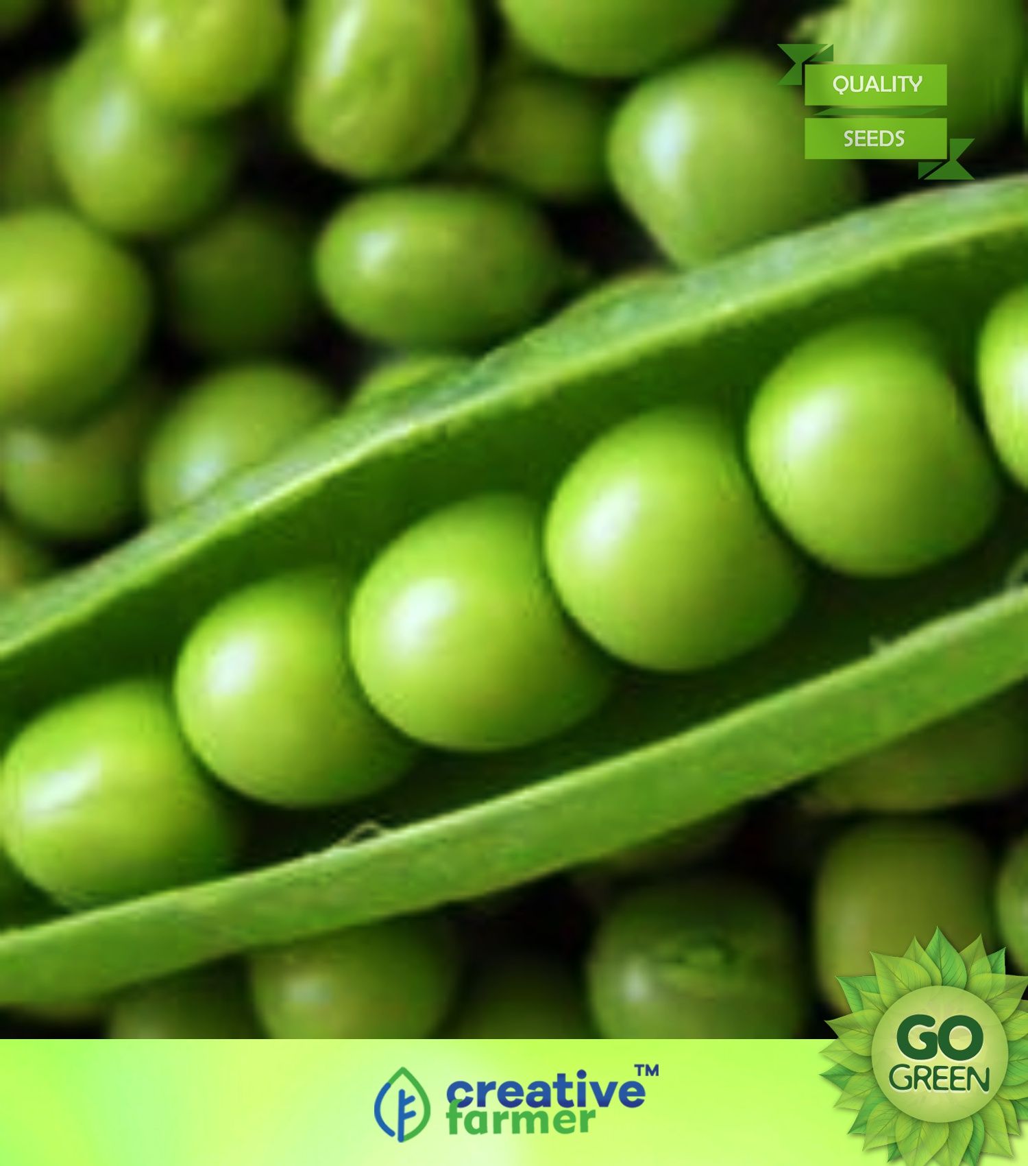 Vegetable Seeds Bataneelu Seeds - Peas Seeds Home Garden Seeds: Buy ...