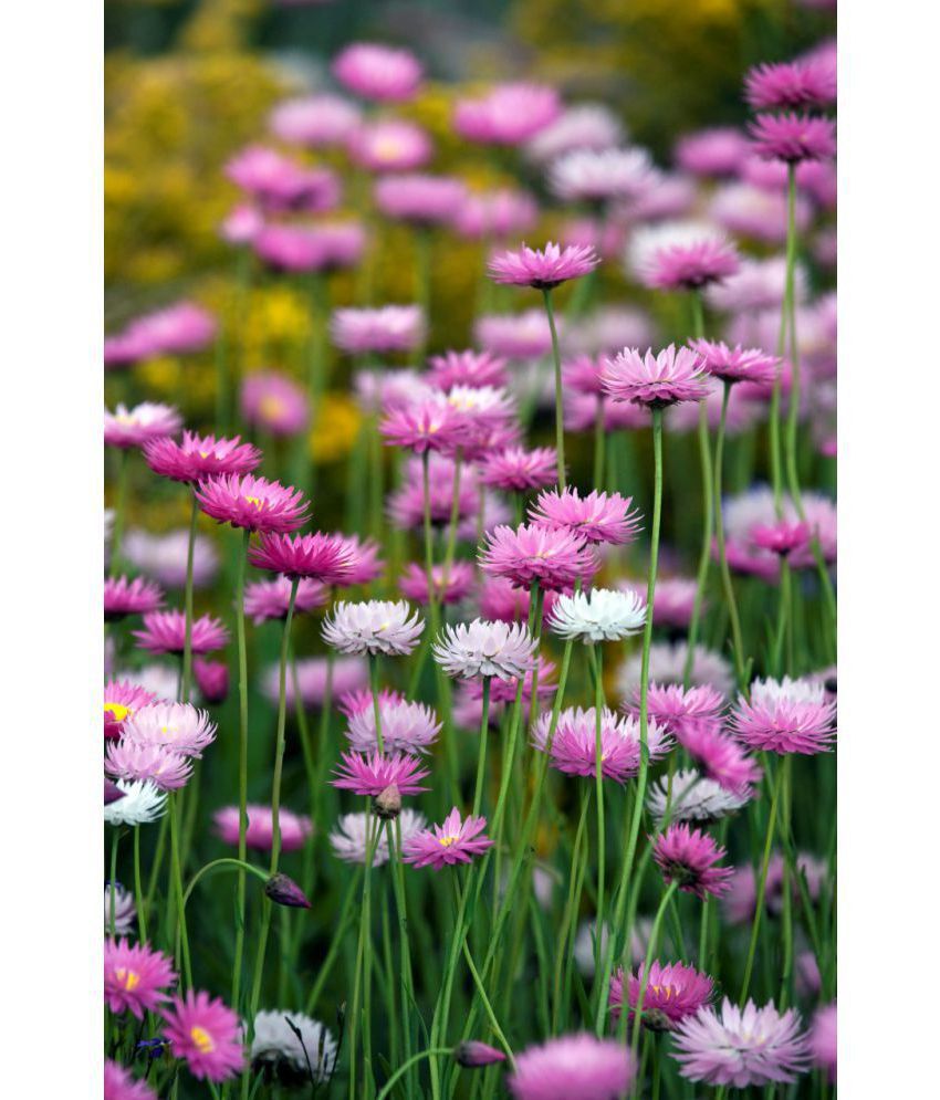 Flower Seeds : Acroclinum Double Mixed Organic Garden Home Garden Plant ...