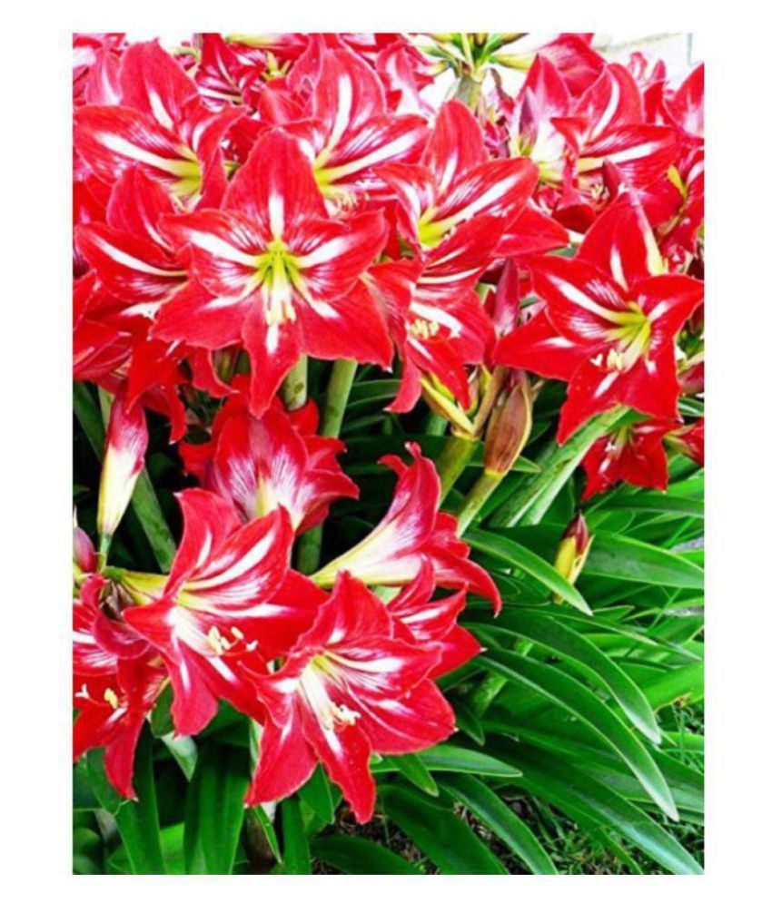 Amaryllis Lily Flower Bulbs | Best Flower Site
