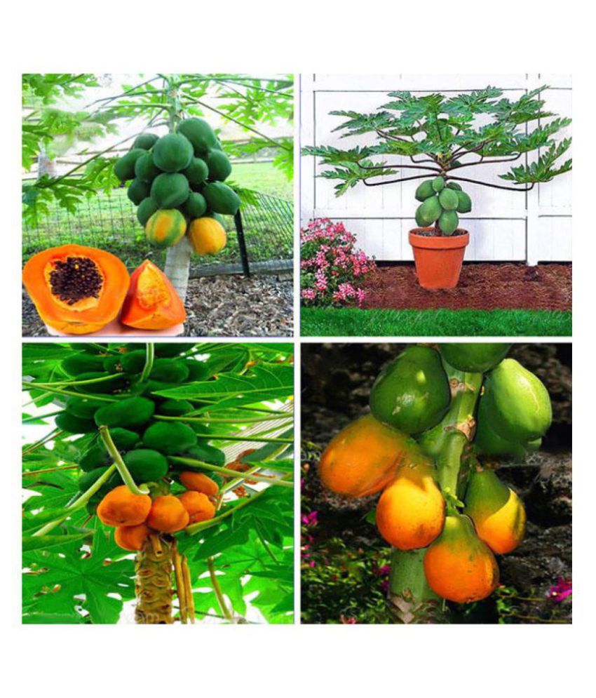 Papaya Fruits Seeds 20 Per Pkt Buy Papaya Fruits Seeds 20 Per Pkt papaya-fruits-seeds-20-per-pkt-buy-papaya-fruits-seeds-20-per-pkt