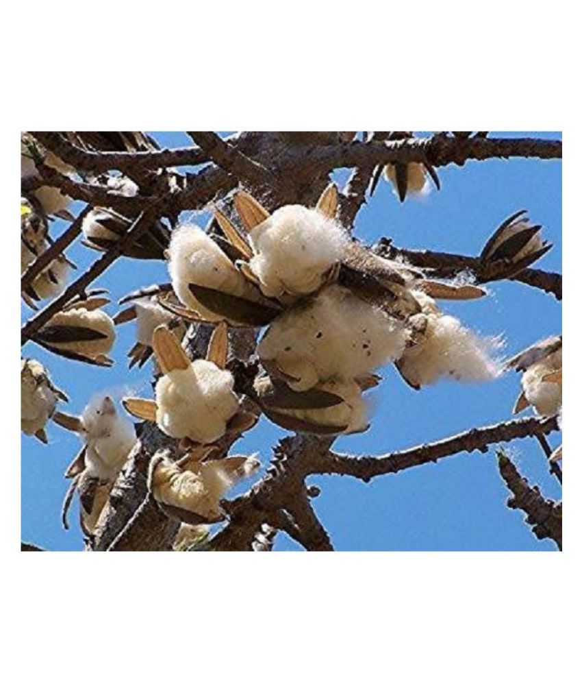 Forest Development Silk Cotton Tree Seeds Malabar Semul, Indian bombax ...