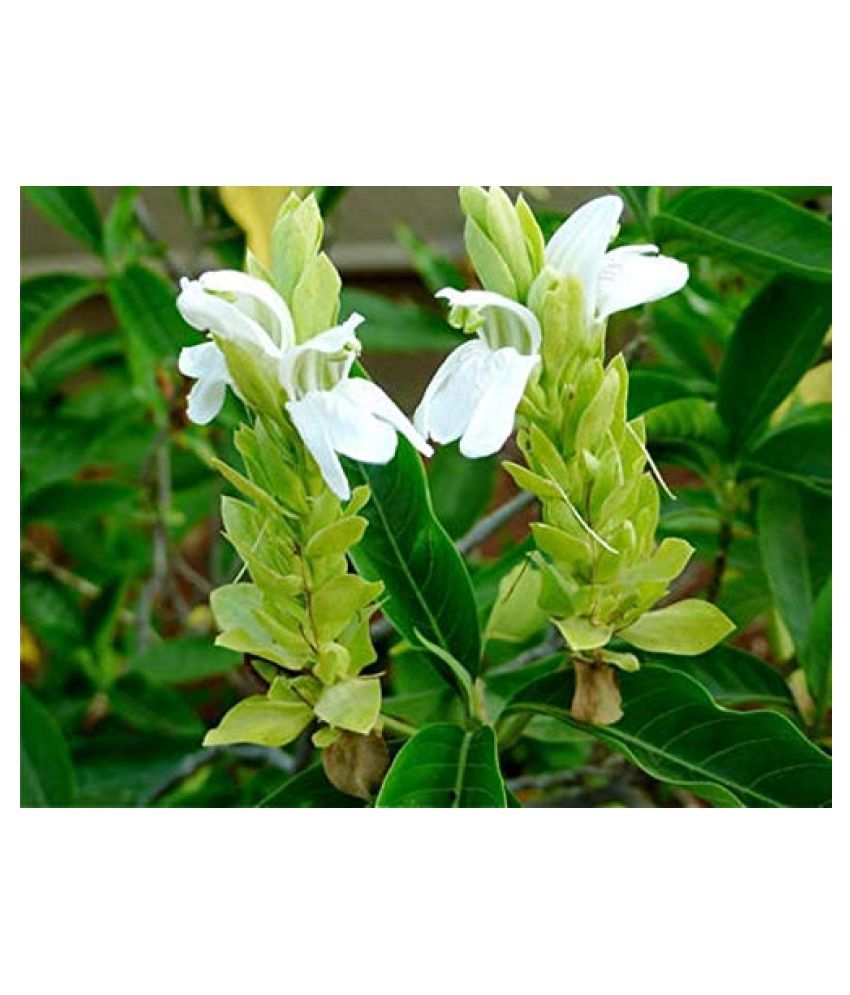 Kapebonavista Arusa Sinh Parni Living Plant Raw Herbs 1 No S Pack Of 1