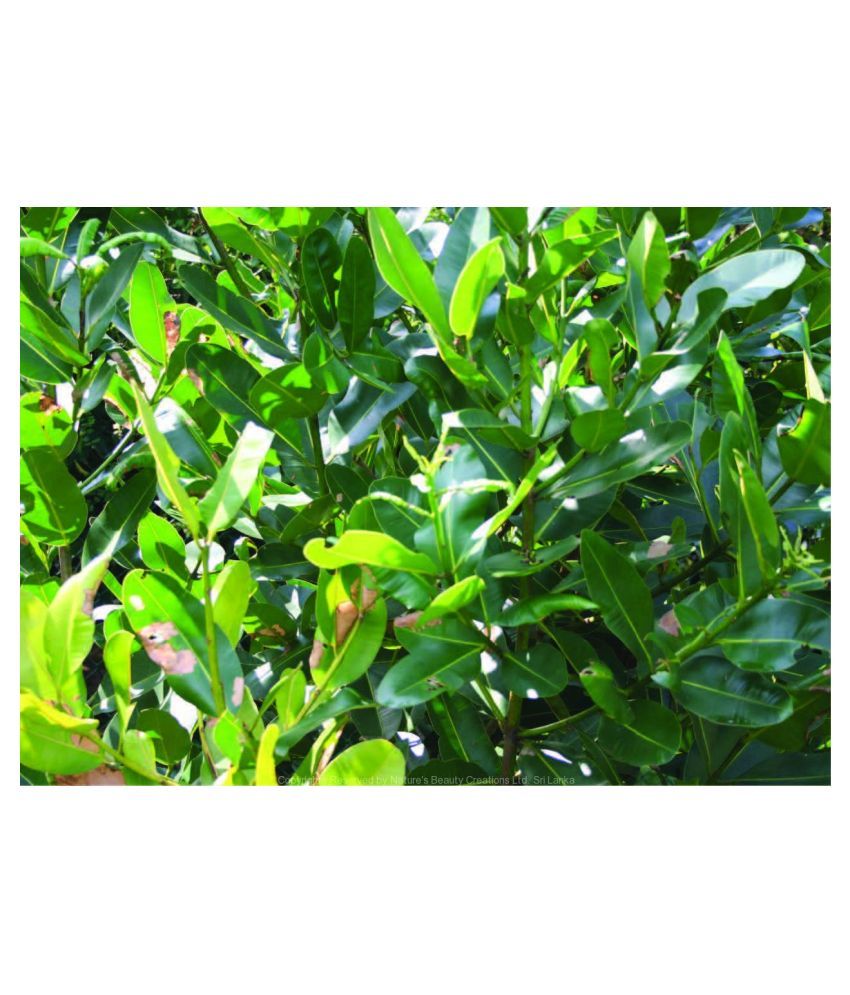 Kapebonavista Calophyllum Inophyllum Living Plant Raw Herbs 1 No S Pack