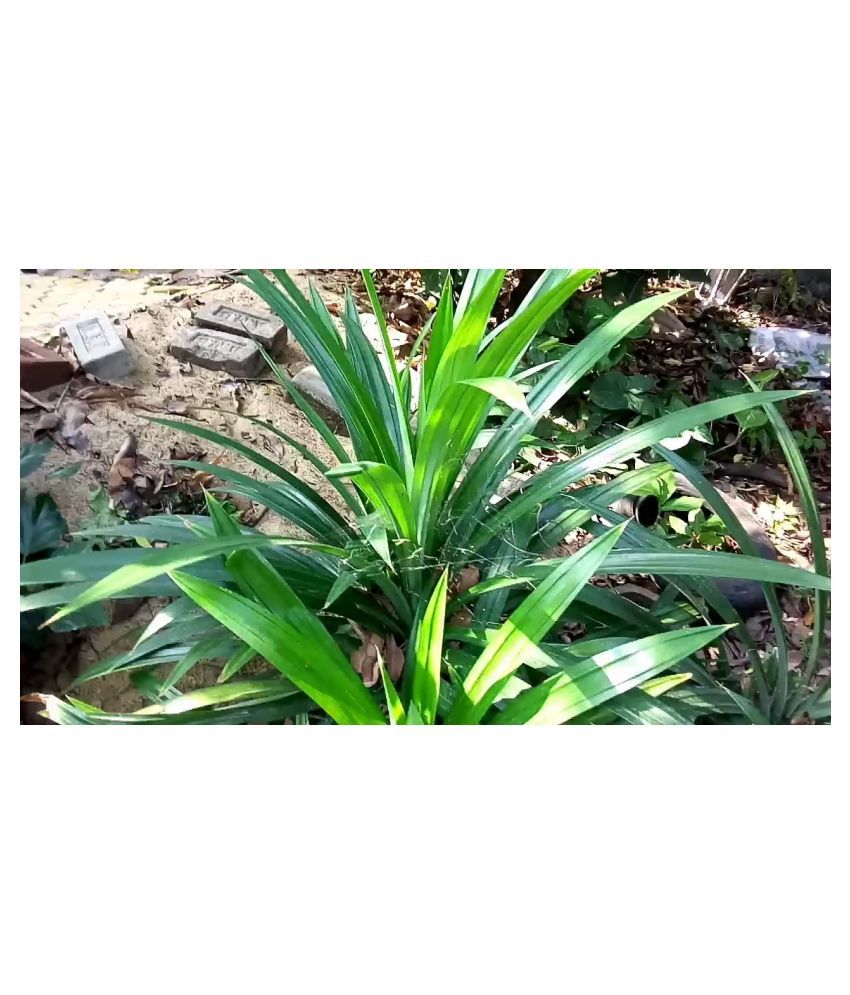 Kapebonavista Basmati Plant Bai Toey Pandan Plant Raw Herbs 1 No S Pack