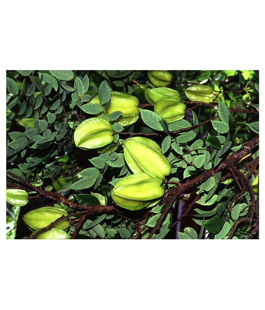 Kapebonavista Arjuna Sapling Plants Terminalia Arjuna Raw Herbs 1 No S